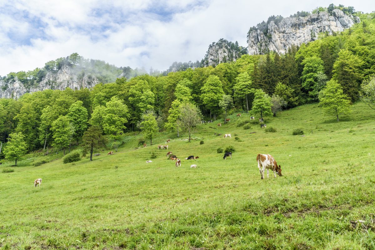 Weissenstein-Balsthal: Wanderung im Naturpark Thal