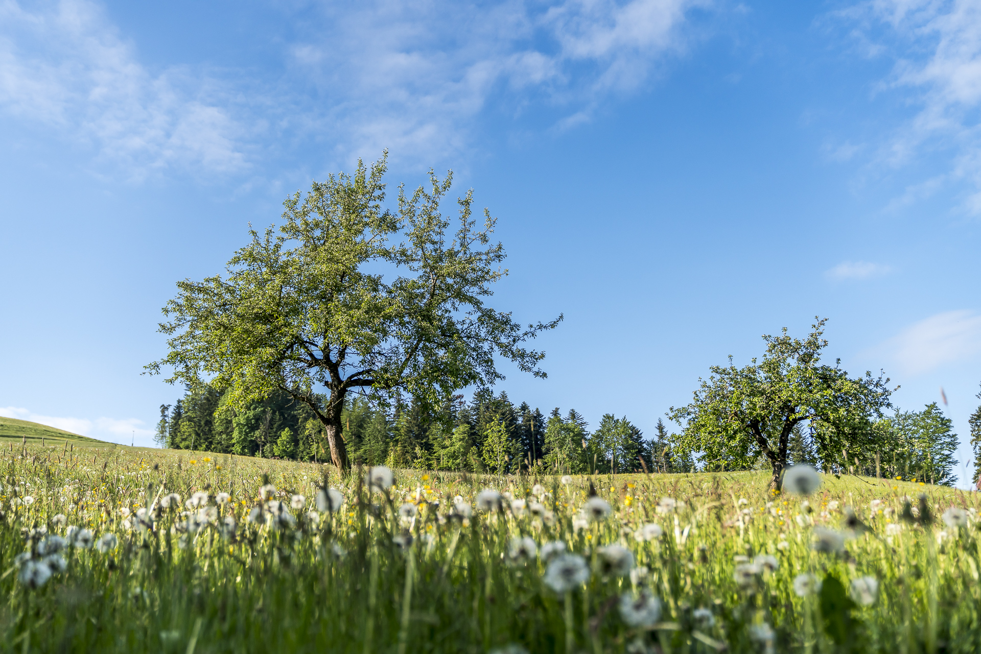 Wandern auf dem Neckertaler Höhenweg ins Gasthaus Rössli Mogelsberg