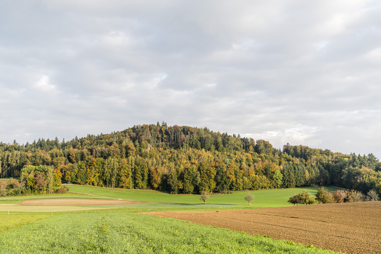 Einfache Wanderung zum Aussichtsturm Homberg (Hochwacht)